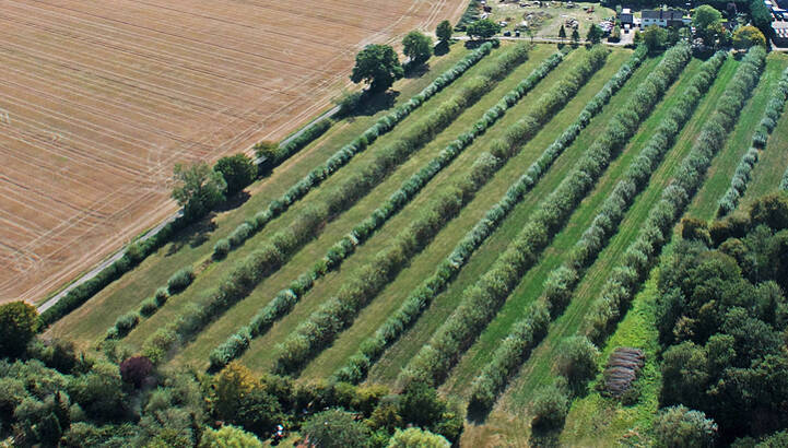 Agroforestry - Why the Woodland Trust believes trees on farms are a ...