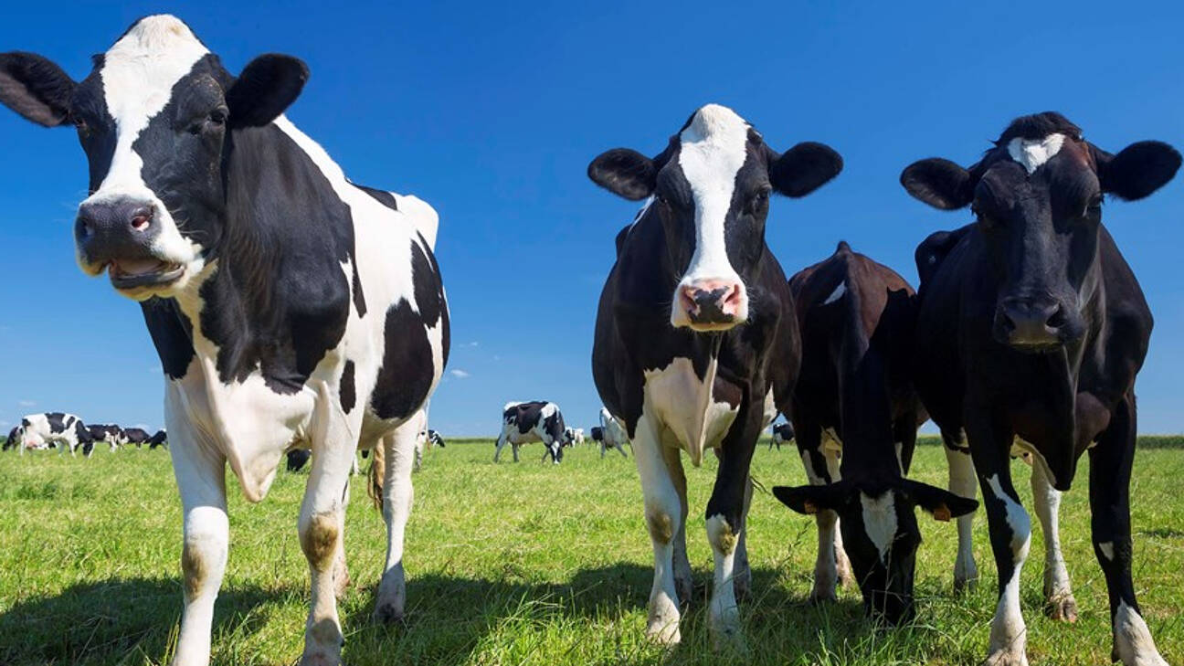 Supermarkets partner with Arla to test methane-busting feed additive ...