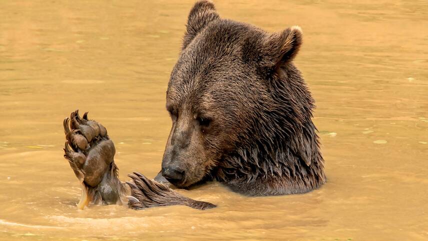 Case Study: Sustainable Bear Pond Installation at Isle of Wight