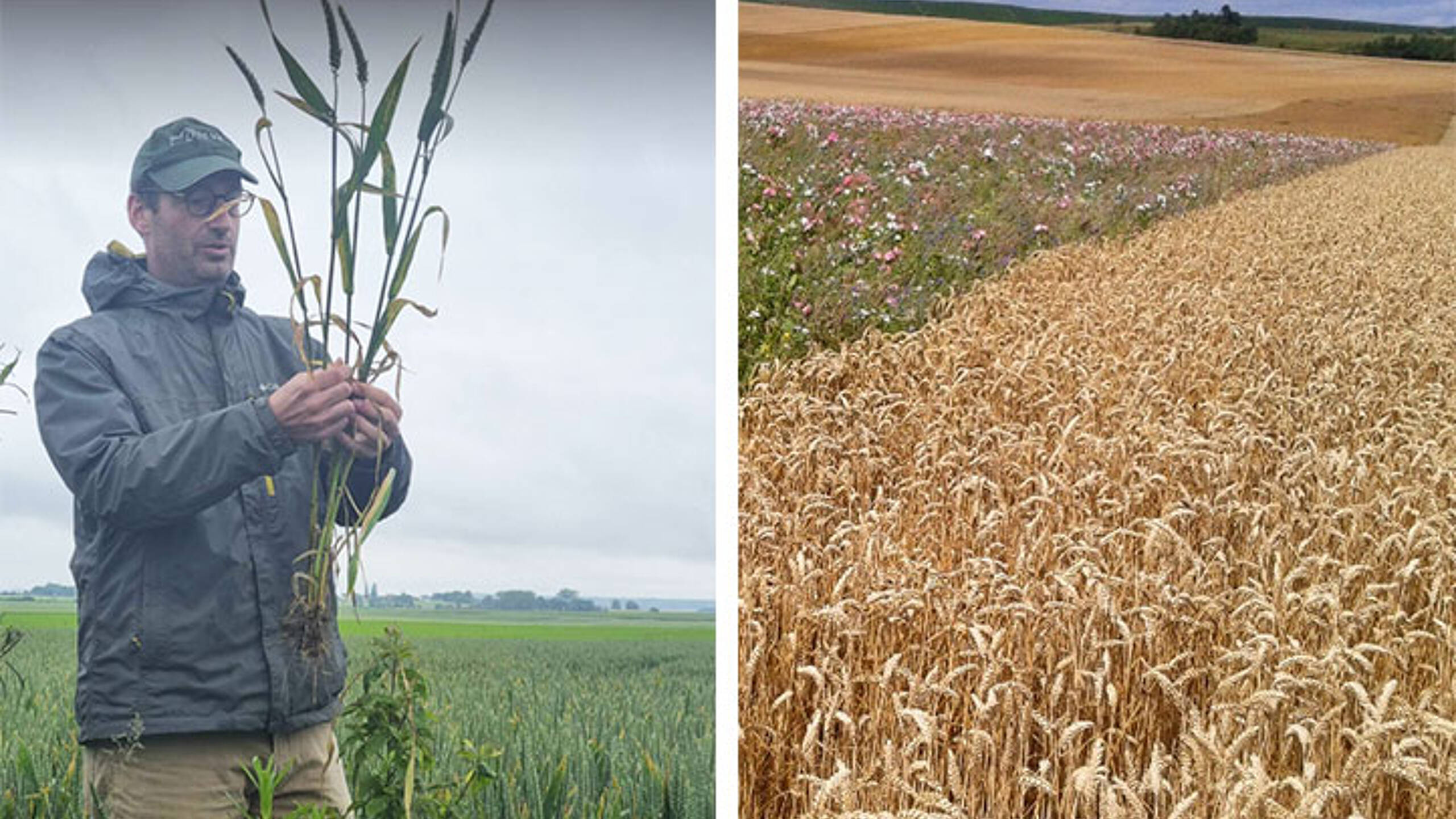 Can regenerative agriculture help Europe’s farmers adapt to climate ...