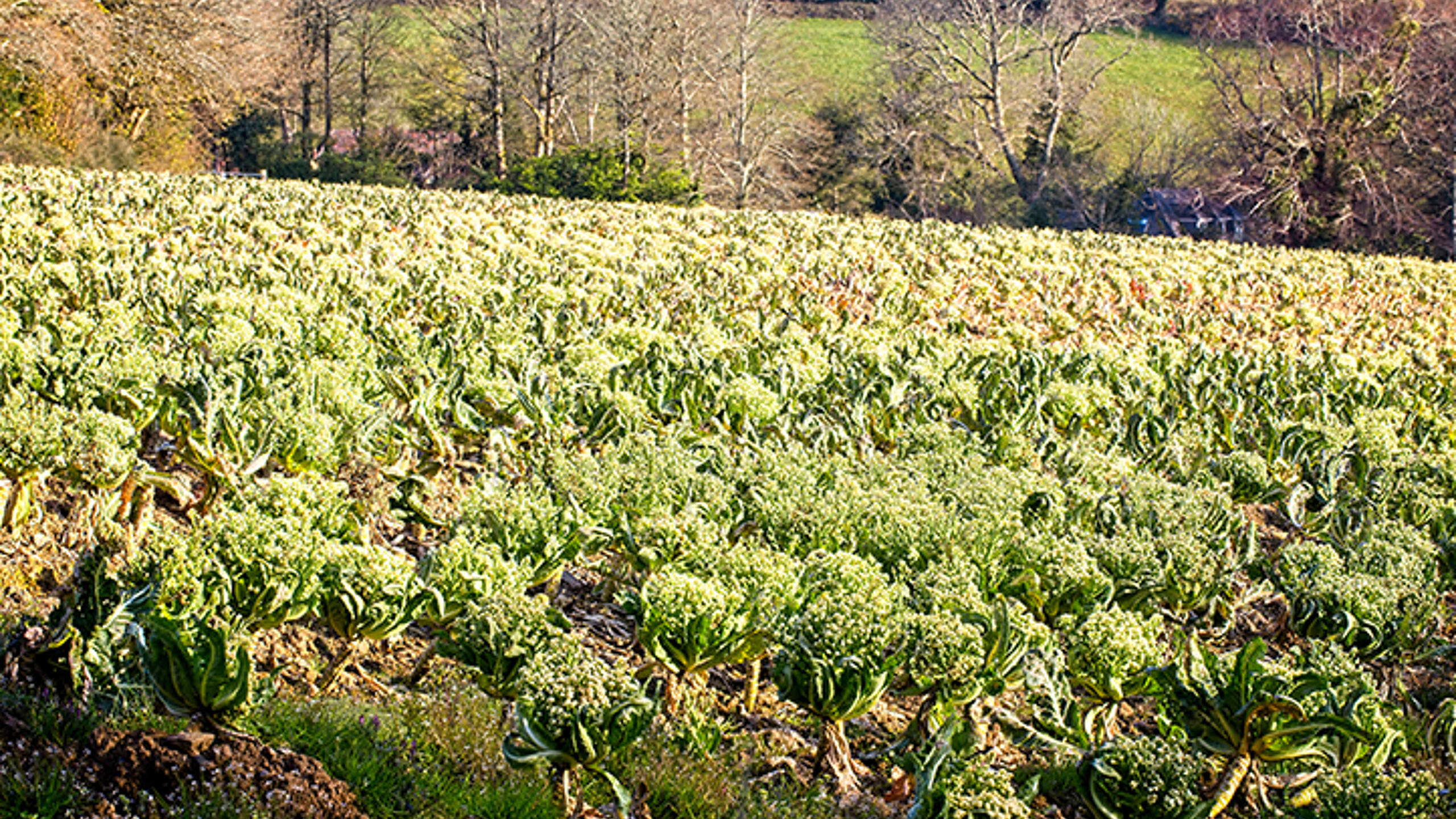 Dry weather and worker shortages factors behind UK’s £22m of wasted ...