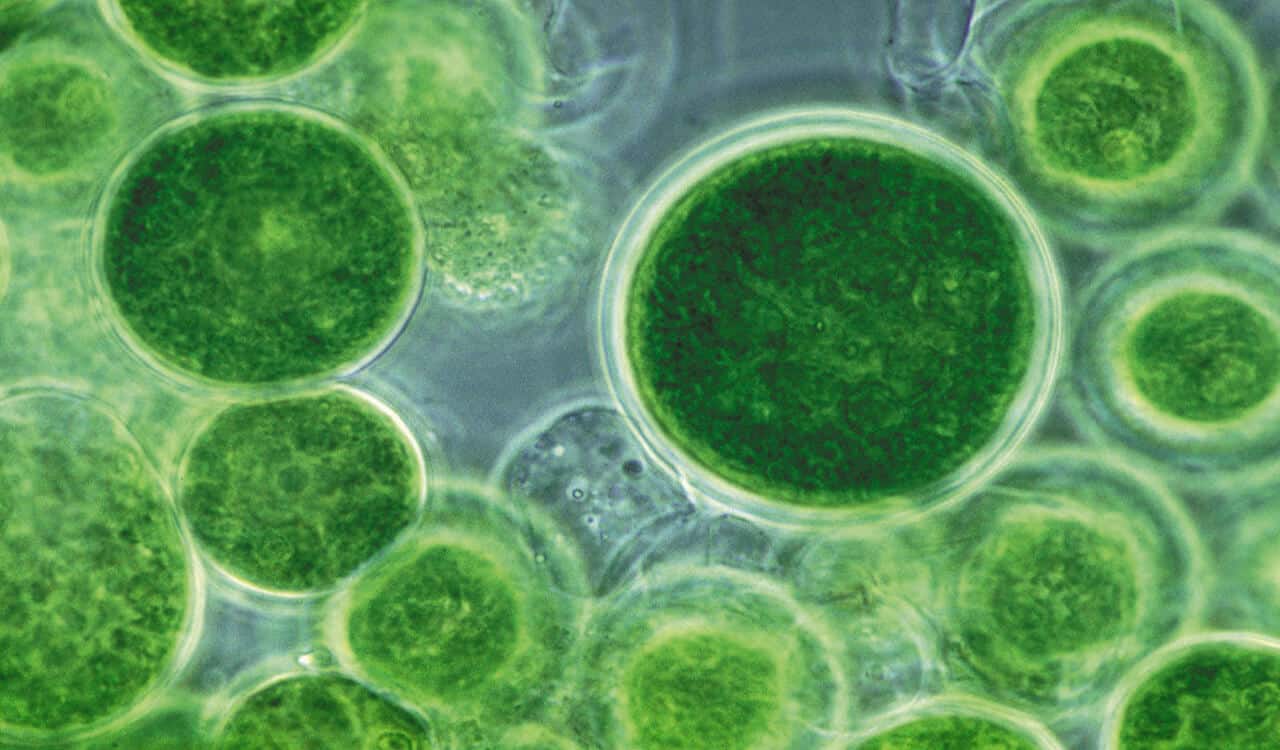 Algal carbon sink resembles Parisian advertising column - Springwise