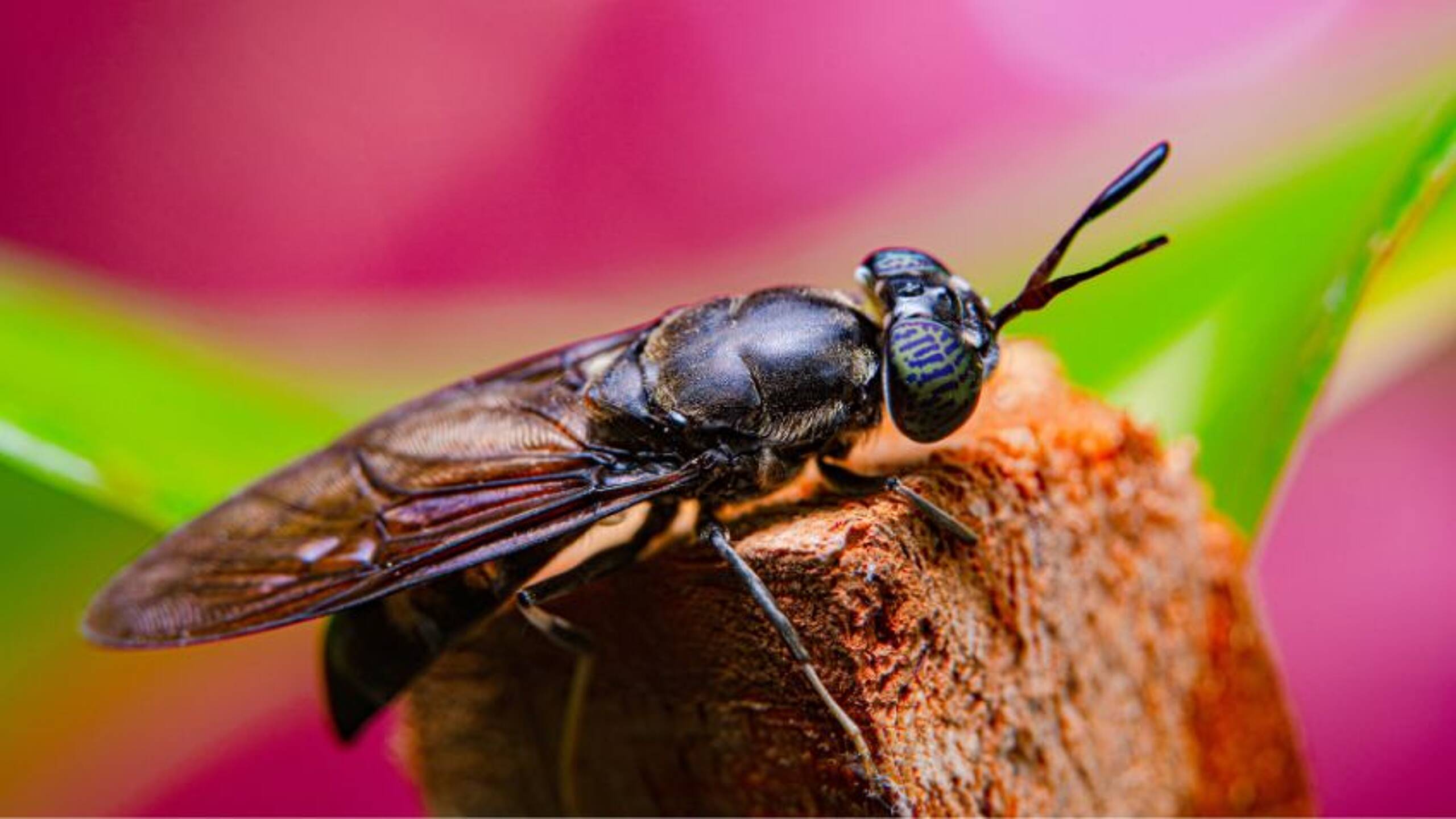 Turning food waste into sustainable insect protein - Springwise