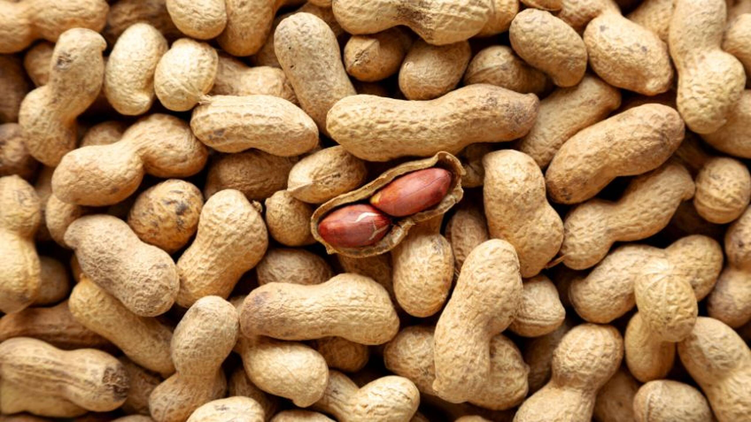 Peanut shells help combat superbugs - Springwise